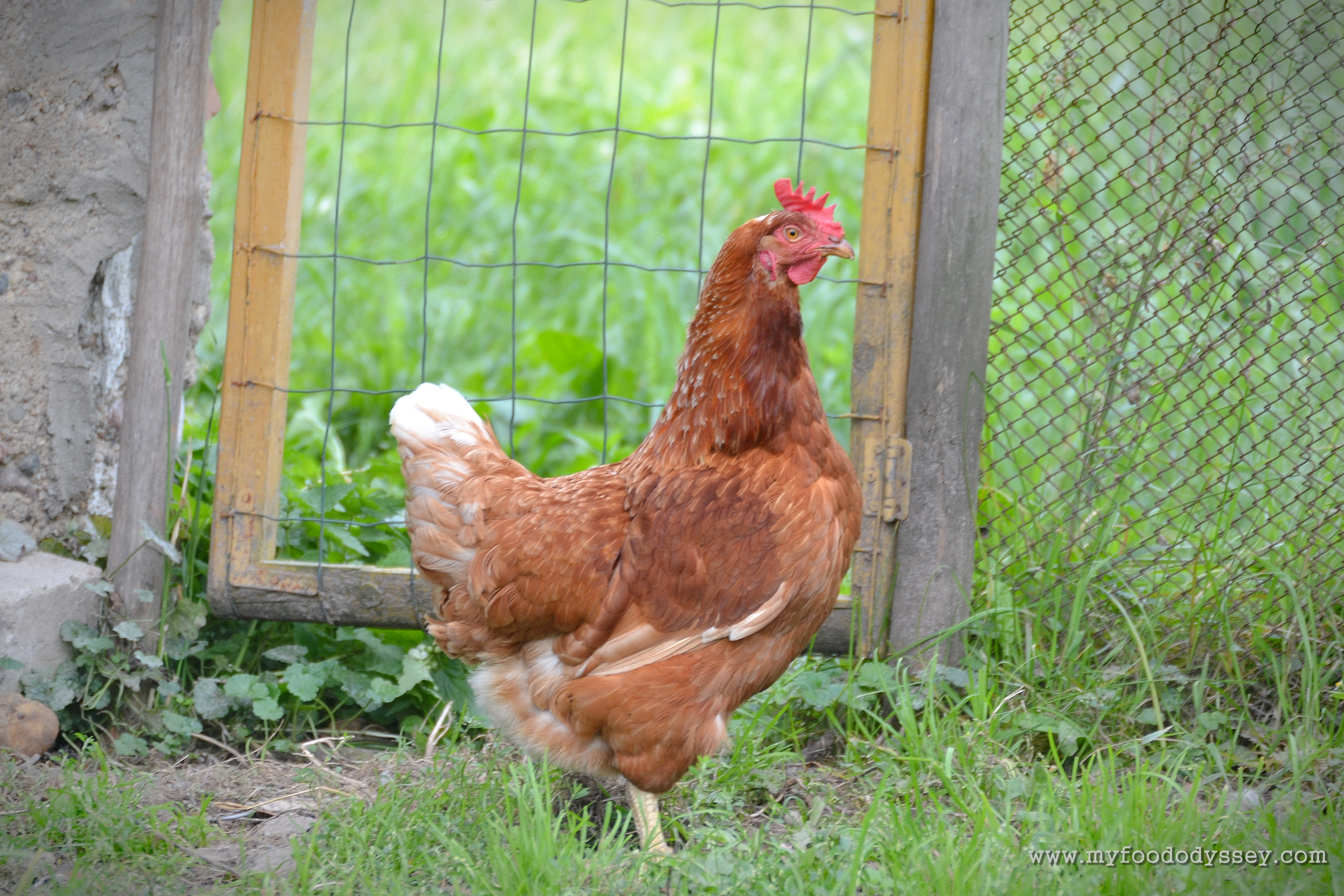 Chicken Run | My Food Odyssey