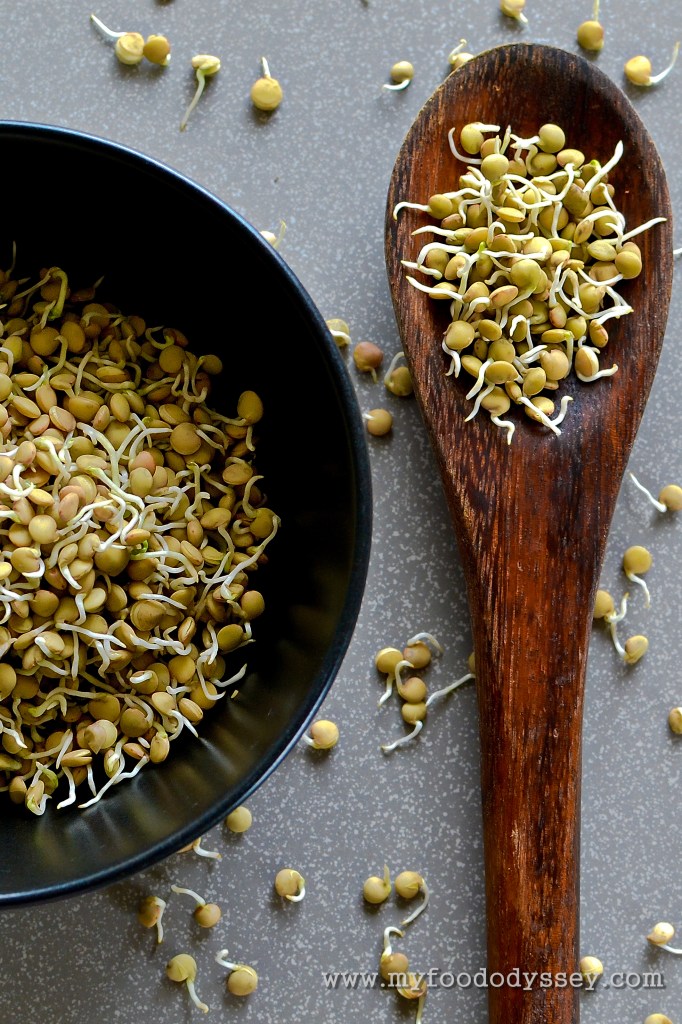 How to Sprout Lentils (and other Legumes) | My Food Odyssey