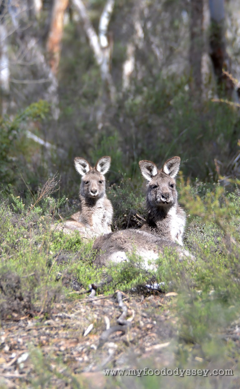 Relaxing in the Australian Outback | My Food Odyssey